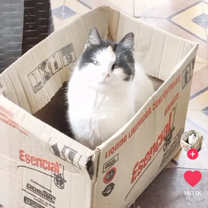 Iri.prochetto - @iri.prochetto TikTok Analytics | Profile, videos ...